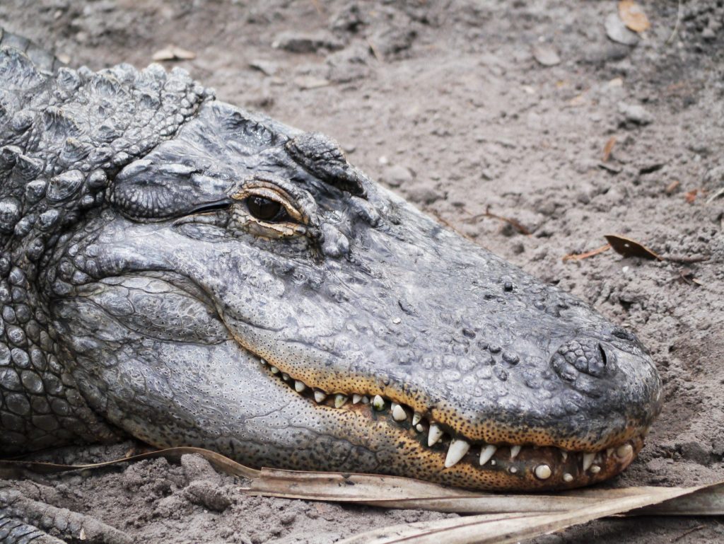 St. Augustine Alligator Farm Zoological Park