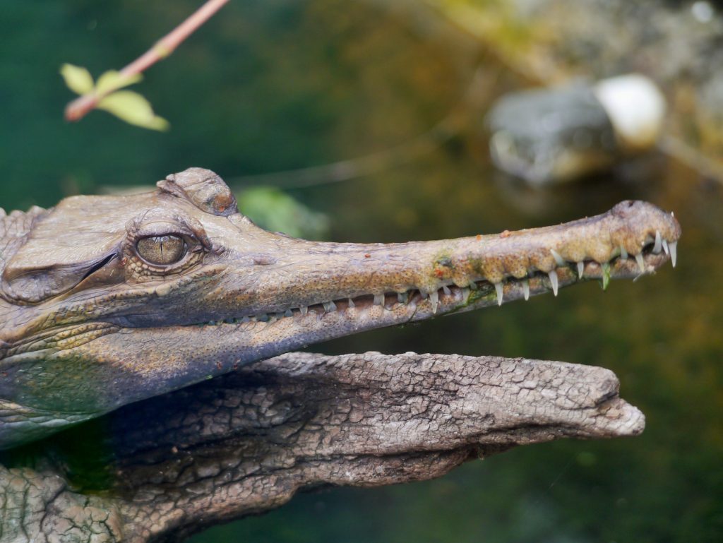 St. Augustine Alligator Farm Zoological Park